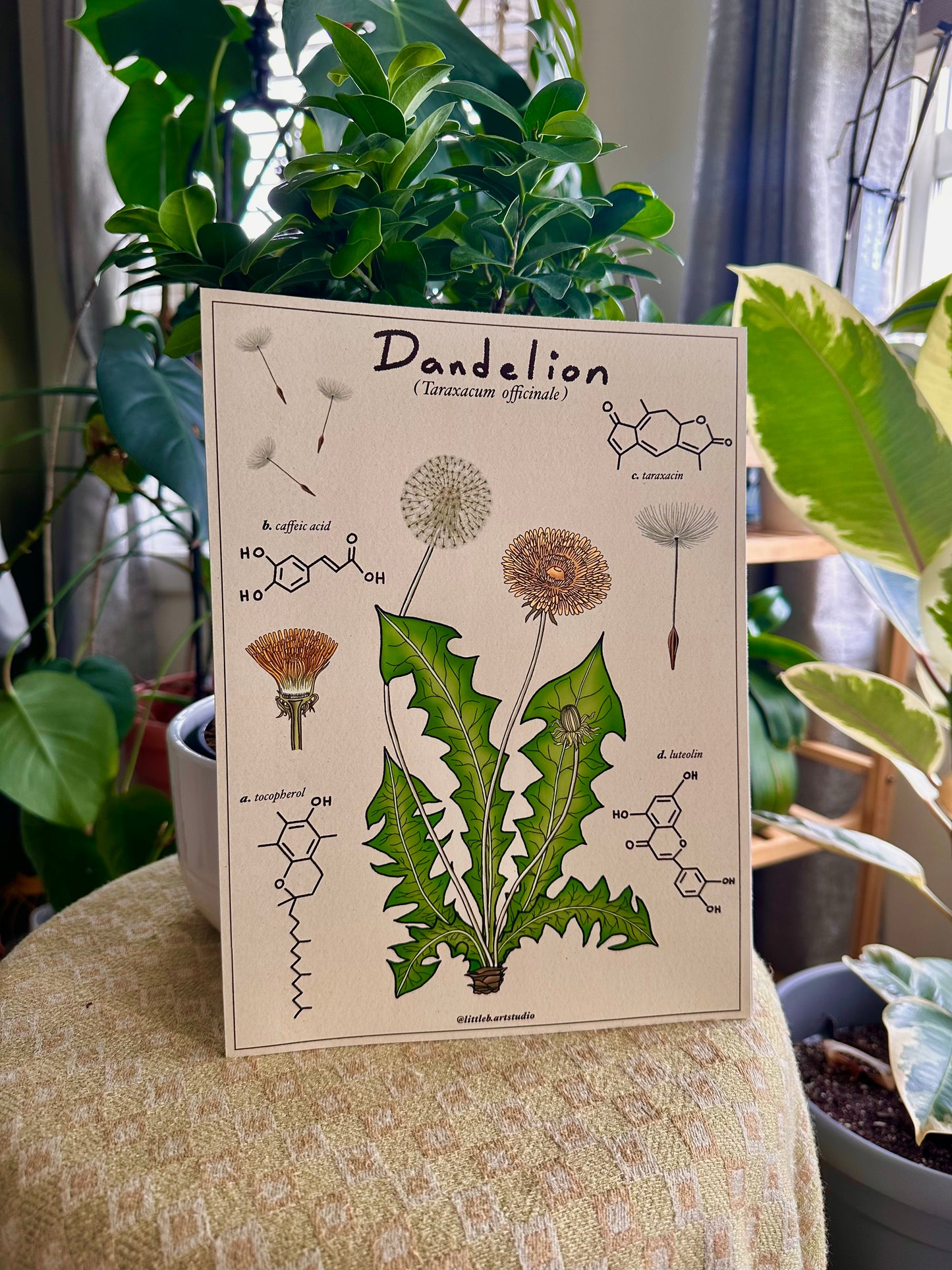 Dandelion Diagram – Little b Art Studio