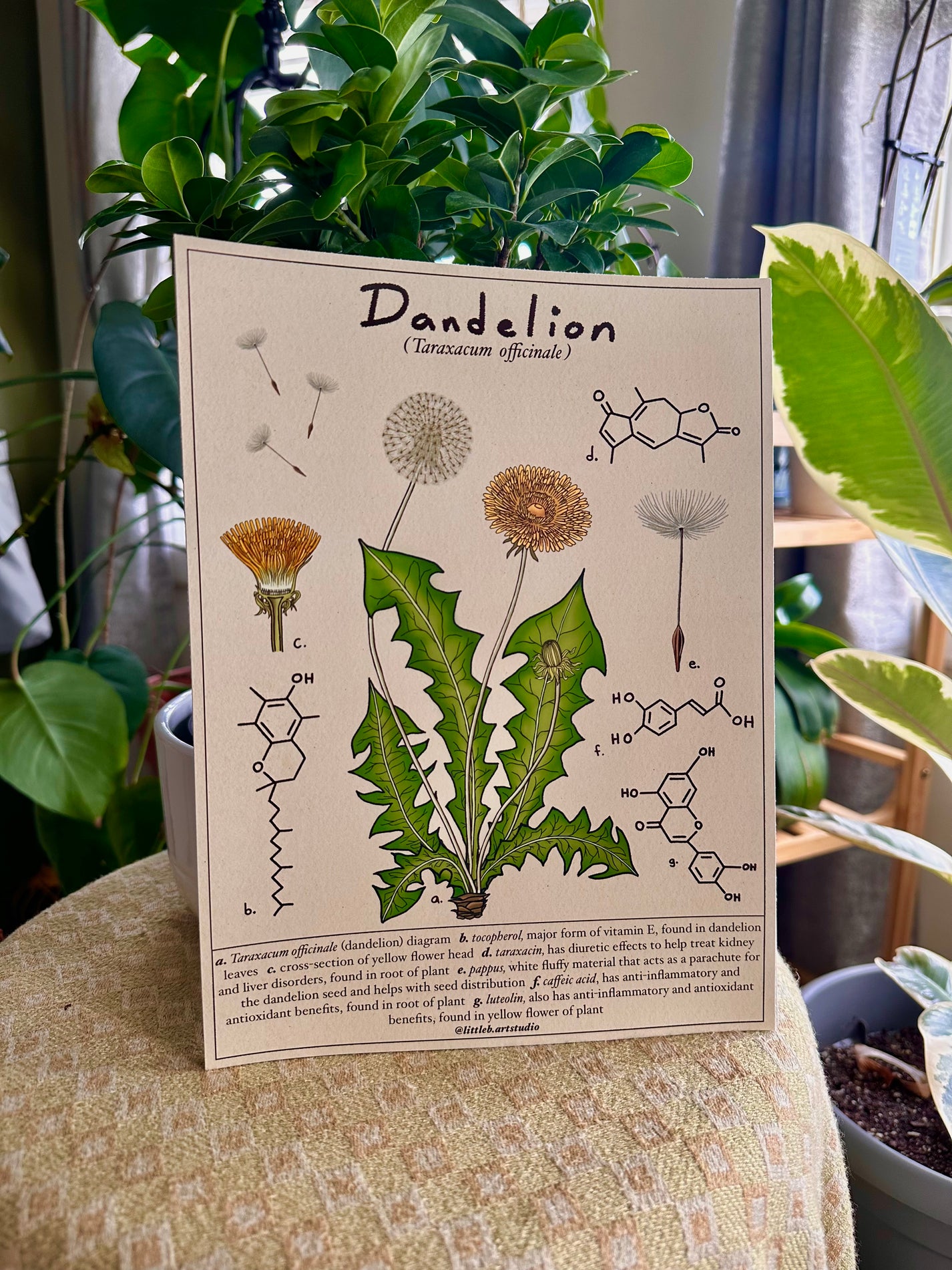 Dandelion Diagram – Little b Art Studio