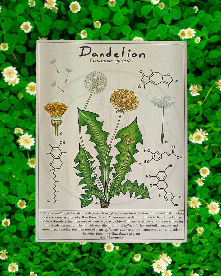 Dandelion Diagram – Little b Art Studio